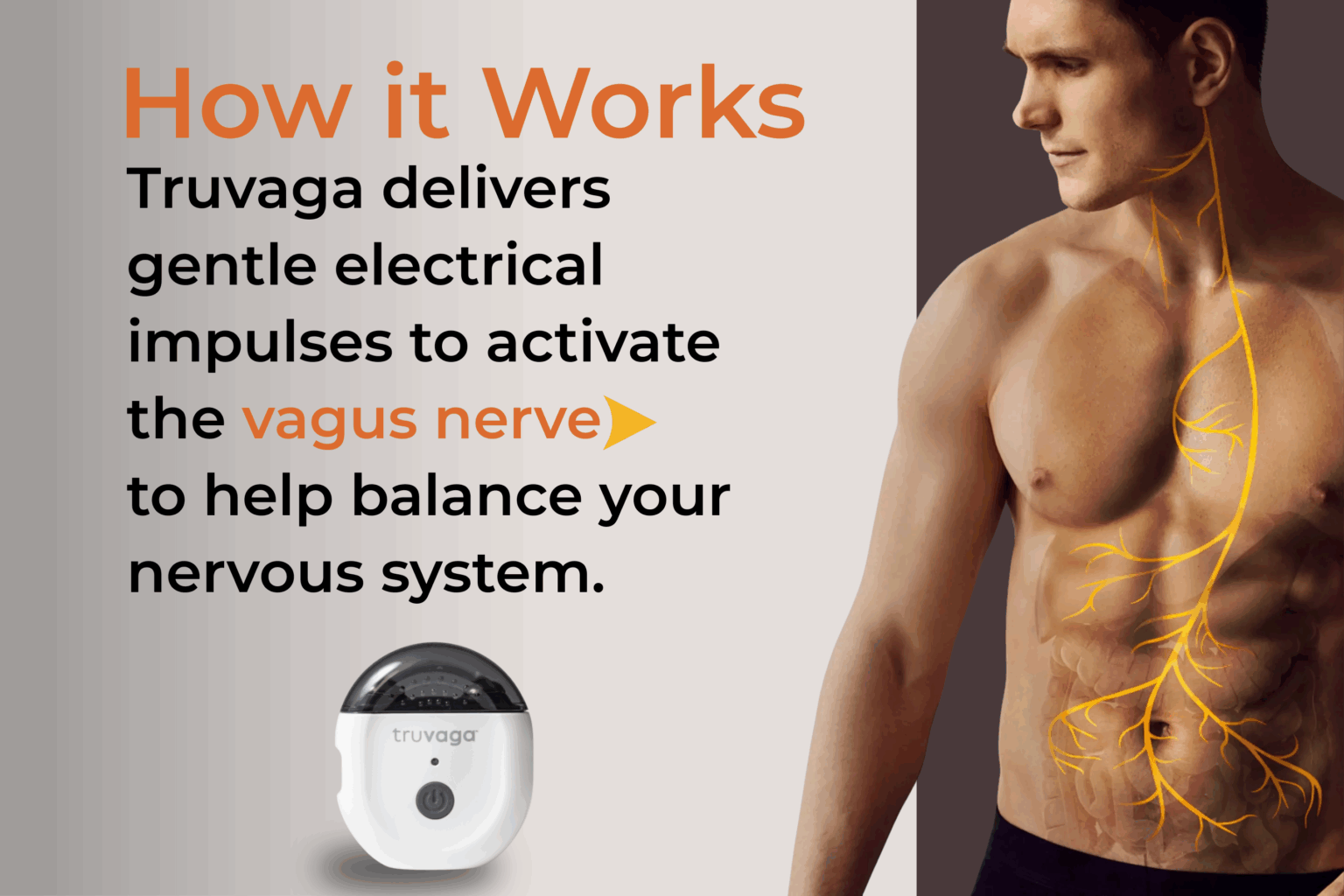 The Vagus Nerve: Your Body’s Superpower and How Truvaga Supports ...